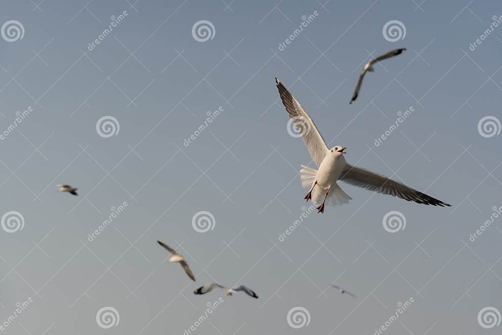 Bird Gliding on Clear Sky at Sunset Stock Photo - Image of travel ...