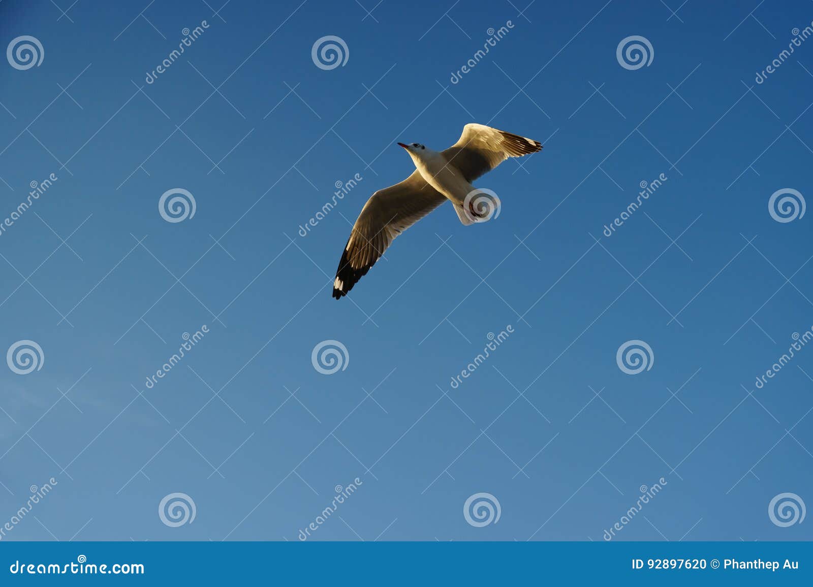 Bird Gliding on Clear Sky at Sunset Stock Photo - Image of follow ...