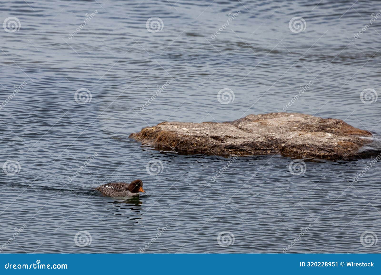 Bird Gliding Near a Rock in Water Stock Image - Image of avian, nature ...