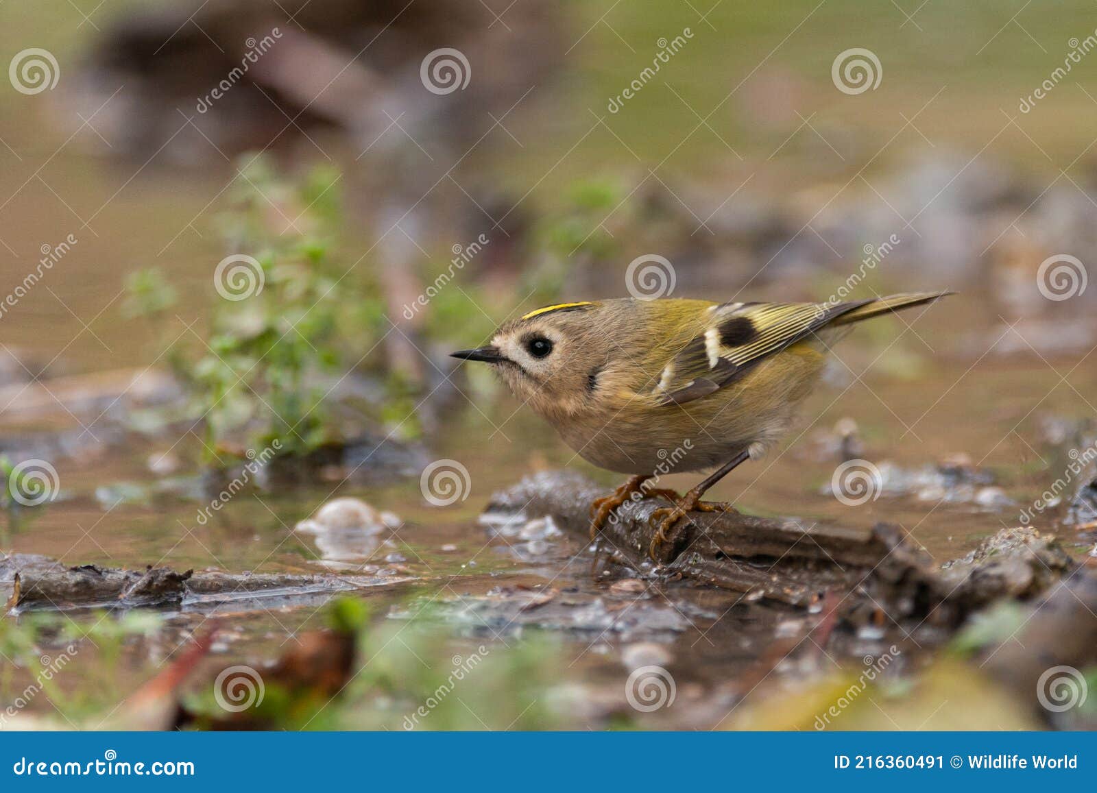 Bird Goldcrest Regulus Regulus in the Wild Stock Image - Image of ...