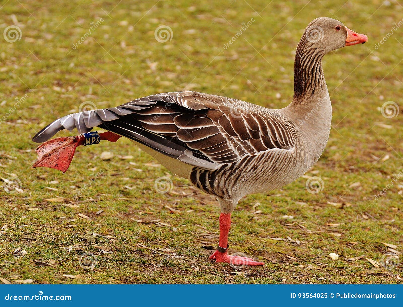 Bird, Goose, Fauna, Beak Picture. Image: 93564025