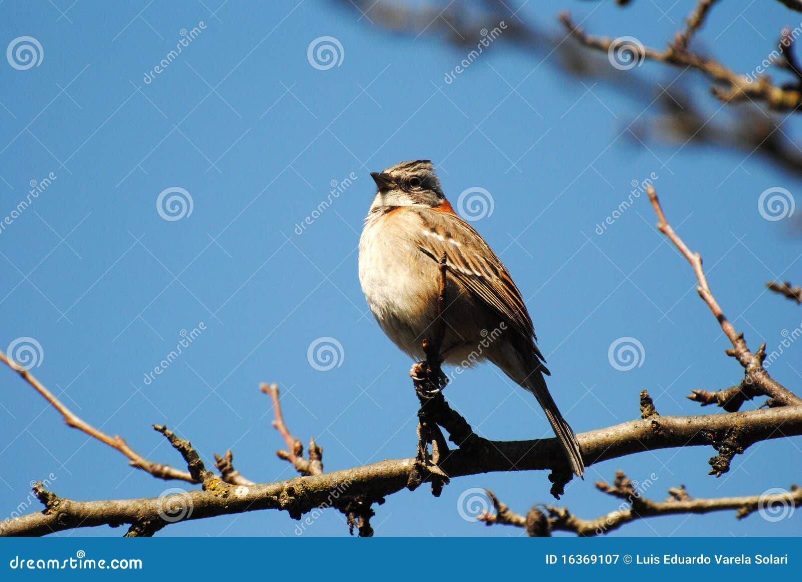 Bird, Gorrion. stock image. Image of wings, garden, sparrow - 16369107