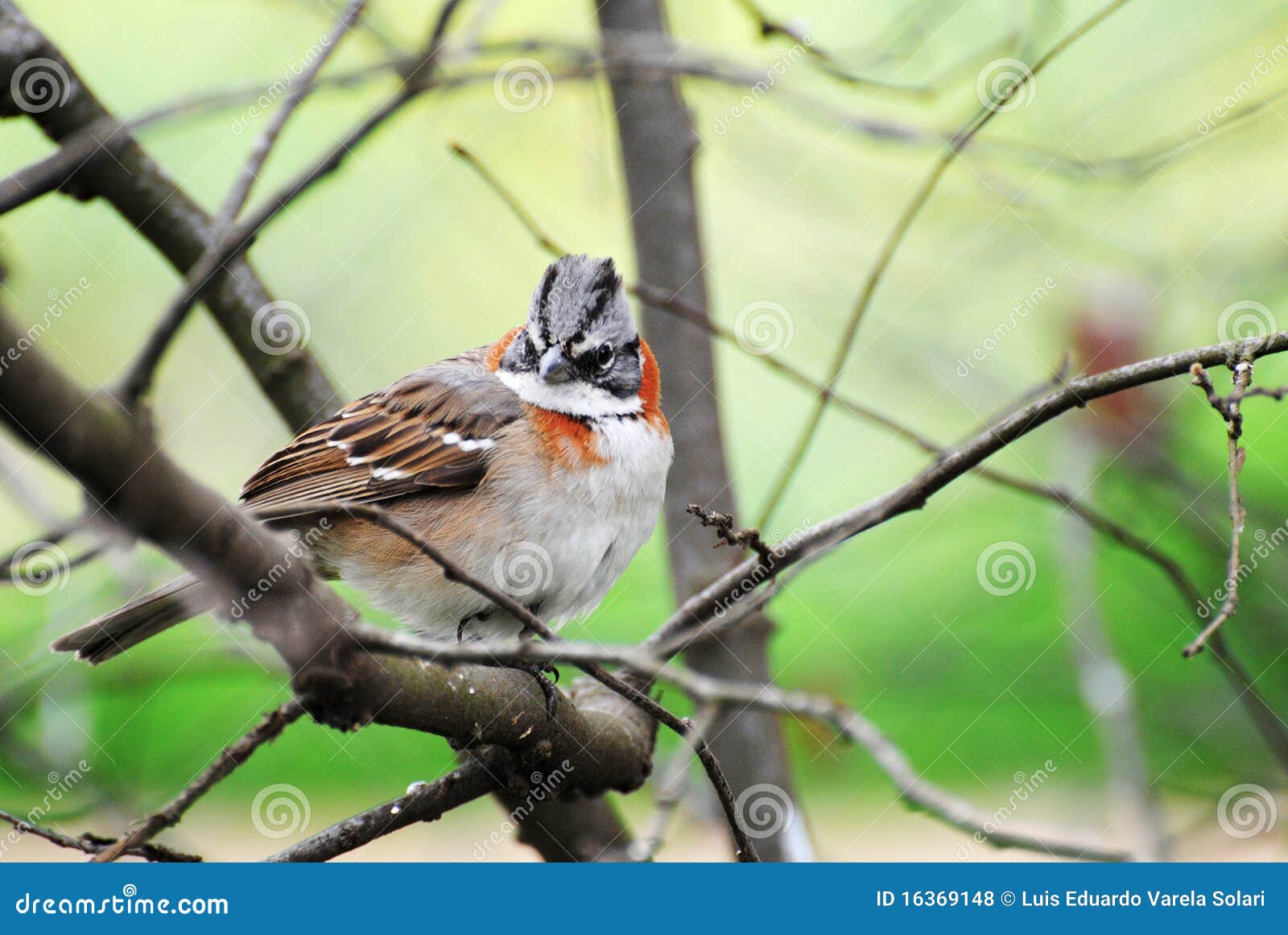 Bird, Gorrion. stock photo. Image of kitchen, rural, fauna - 16369148