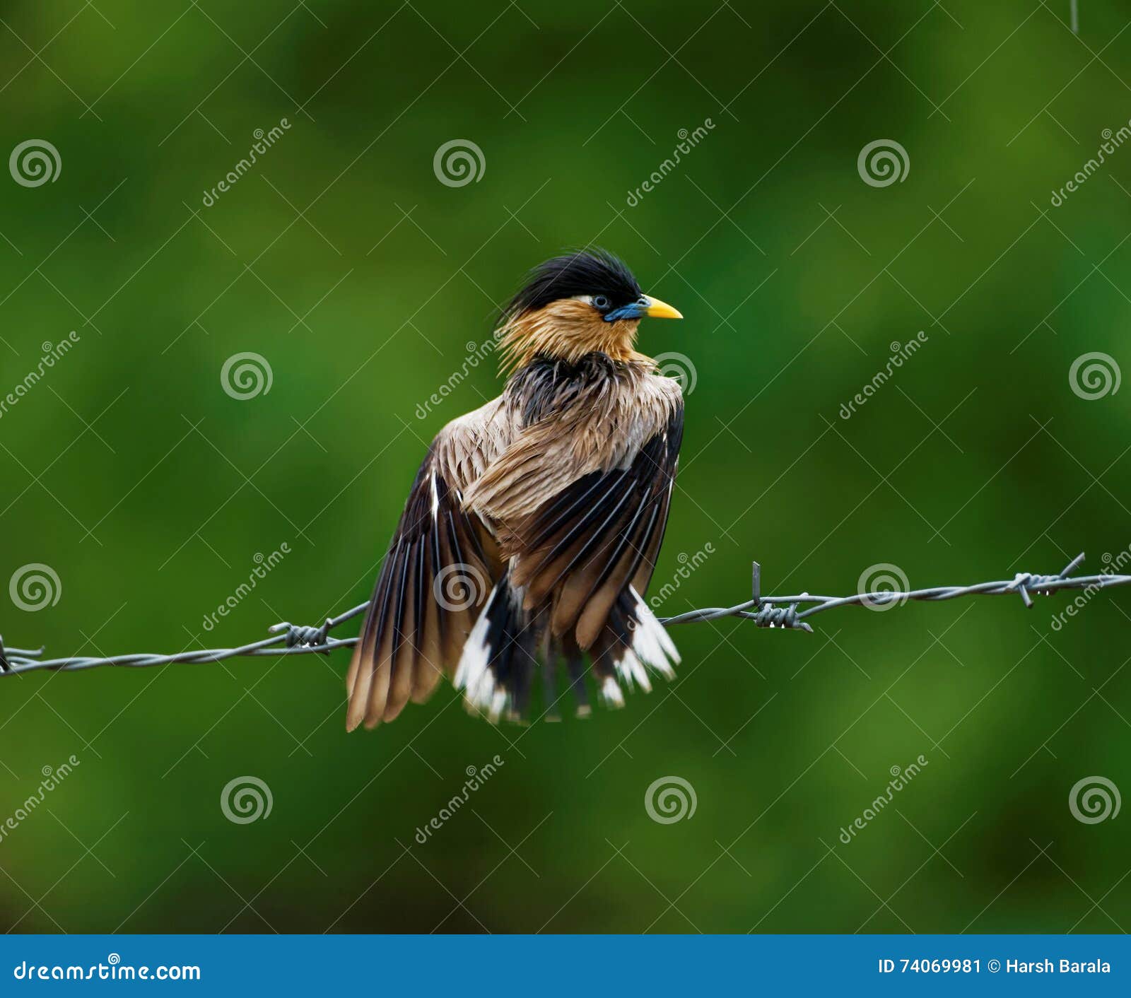 Bird got wet in the rain stock image. Image of stormy - 74069981