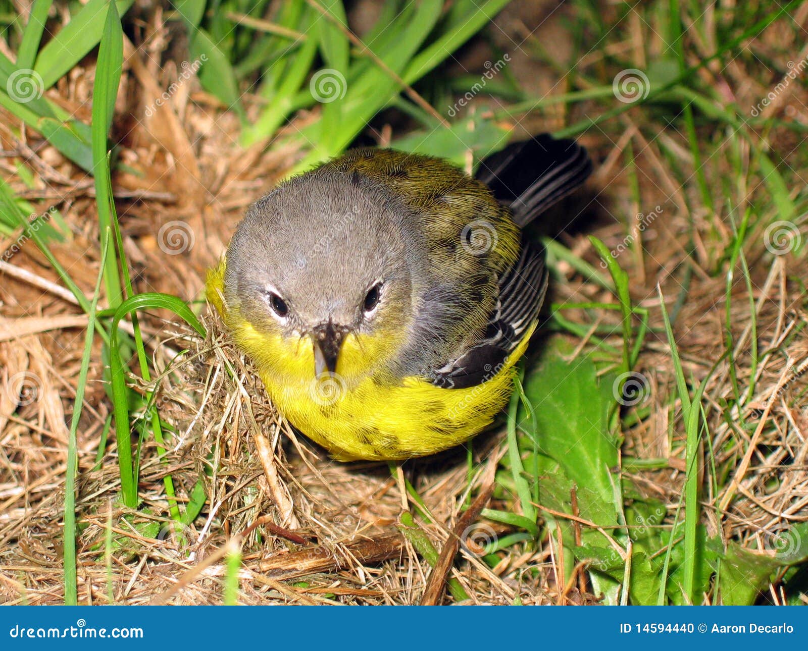 Bird in Grass stock photo. Image of dried, grey, bird - 14594440