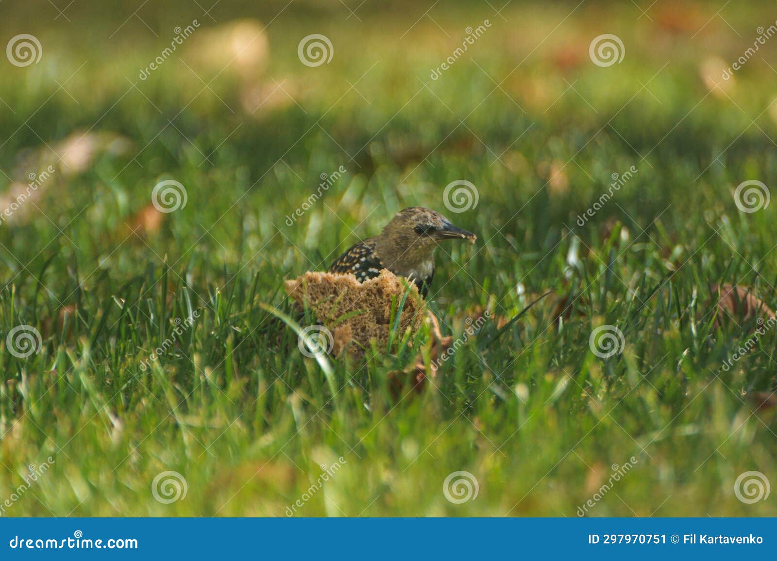 A Bird in the Grass Has Bread Stock Image - Image of branch, flower ...