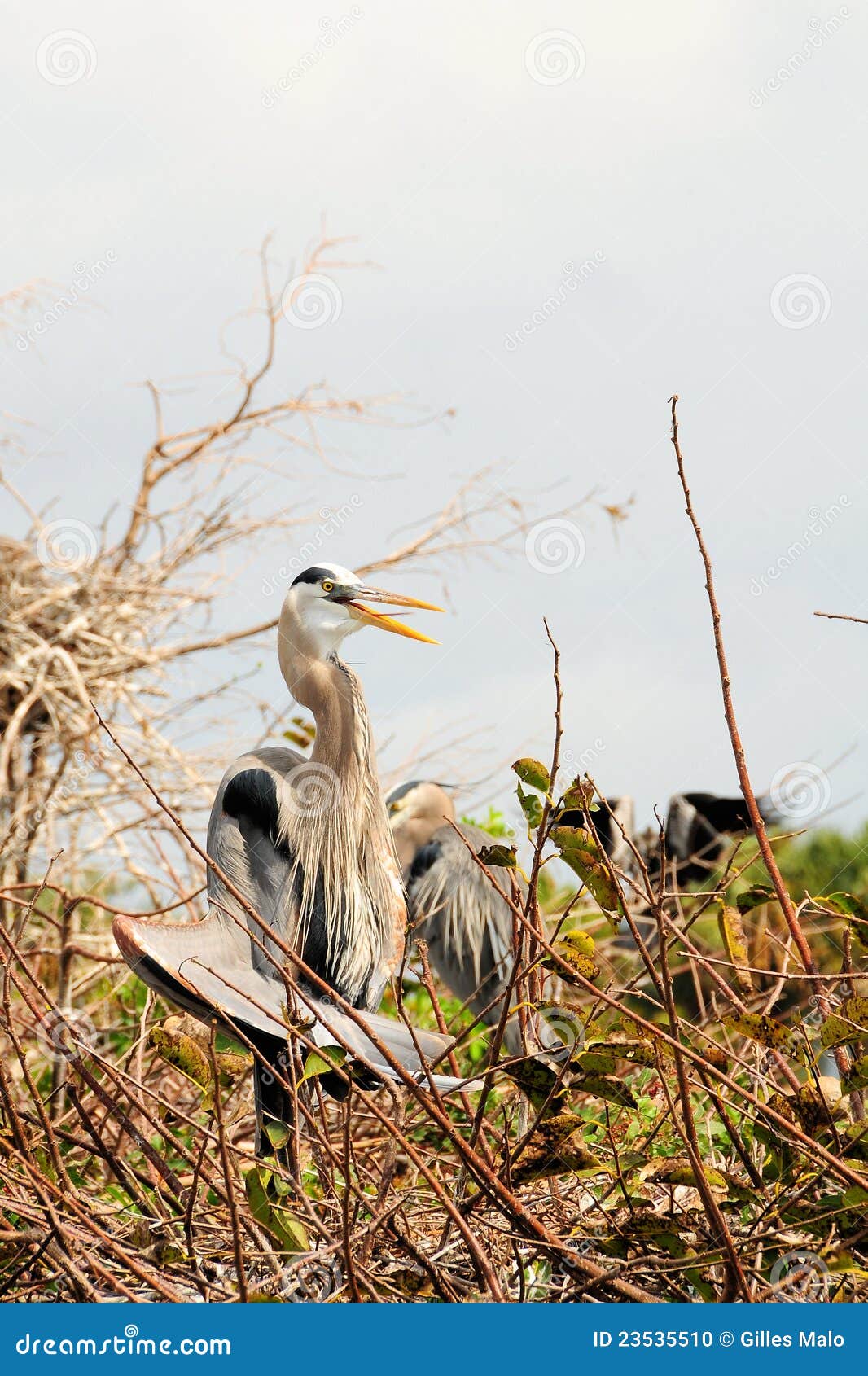 Bird, Great Blue Heron in a Tree Stock Photo - Image of marshes ...