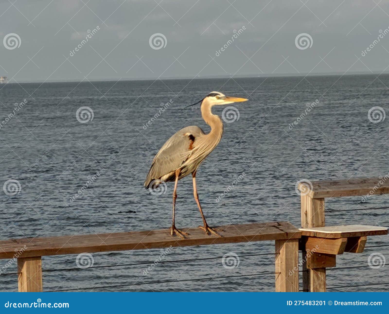 Bird Great Blue Herring Ocean Dock Pier Stock Image - Image of pier ...