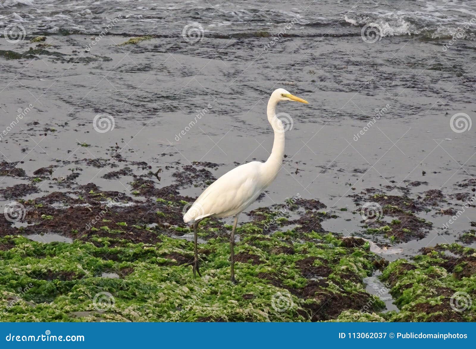 Bird, Great Egret, Egret, Heron Picture. Image: 113062037