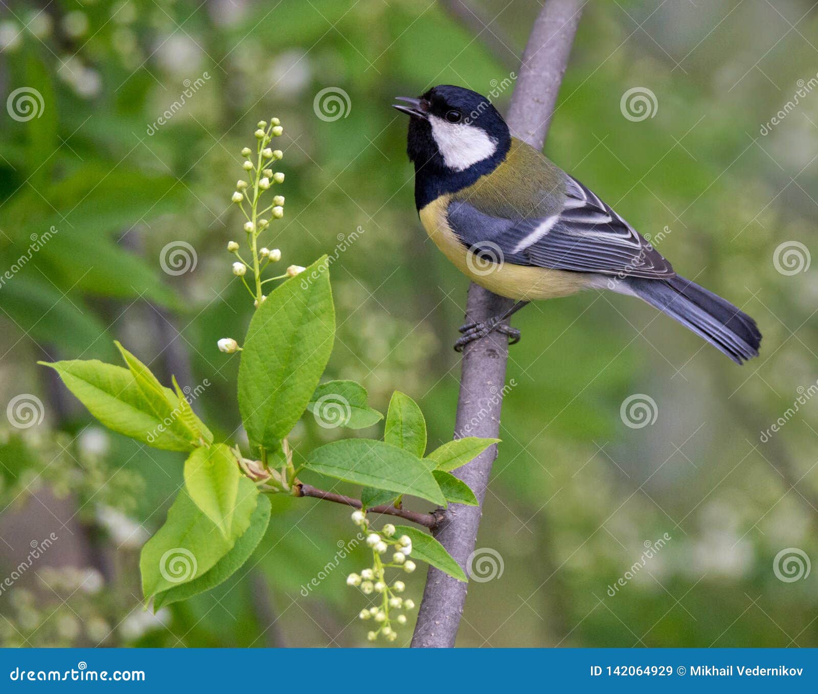 Bird great tit on a branch stock image. Image of leaf - 142064929