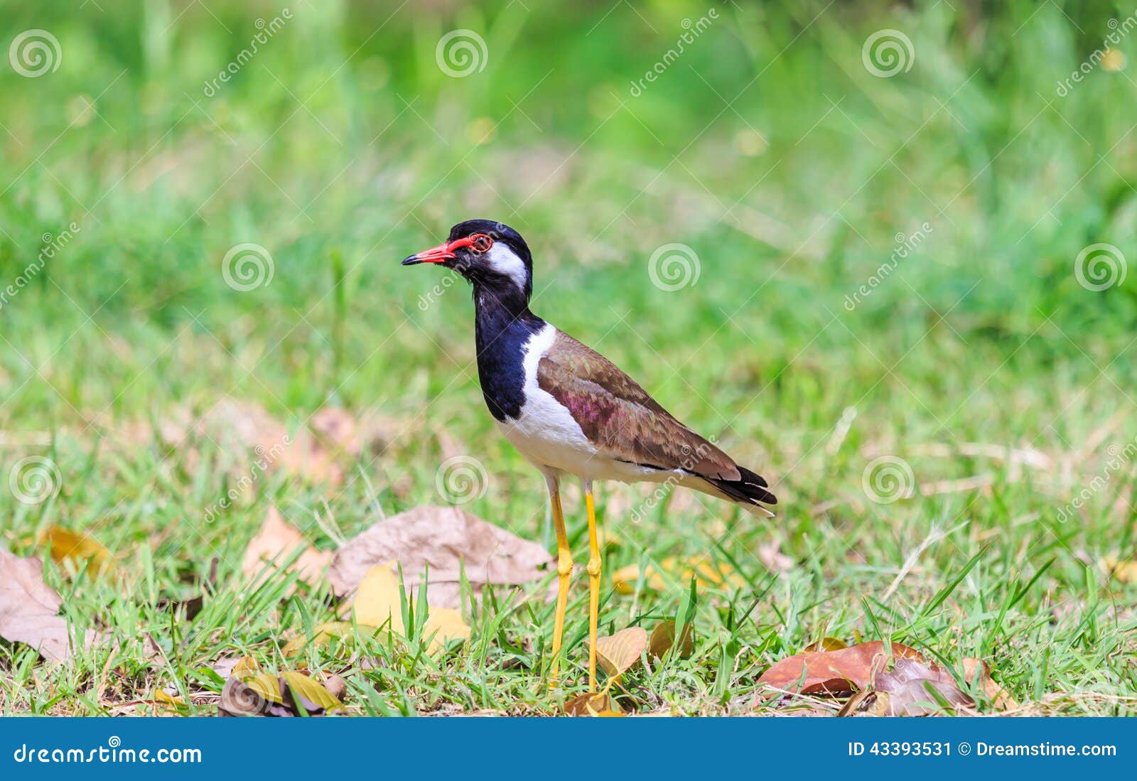 A Bird on the Green Grass Field Stock Image - Image of indicus, outdoor ...