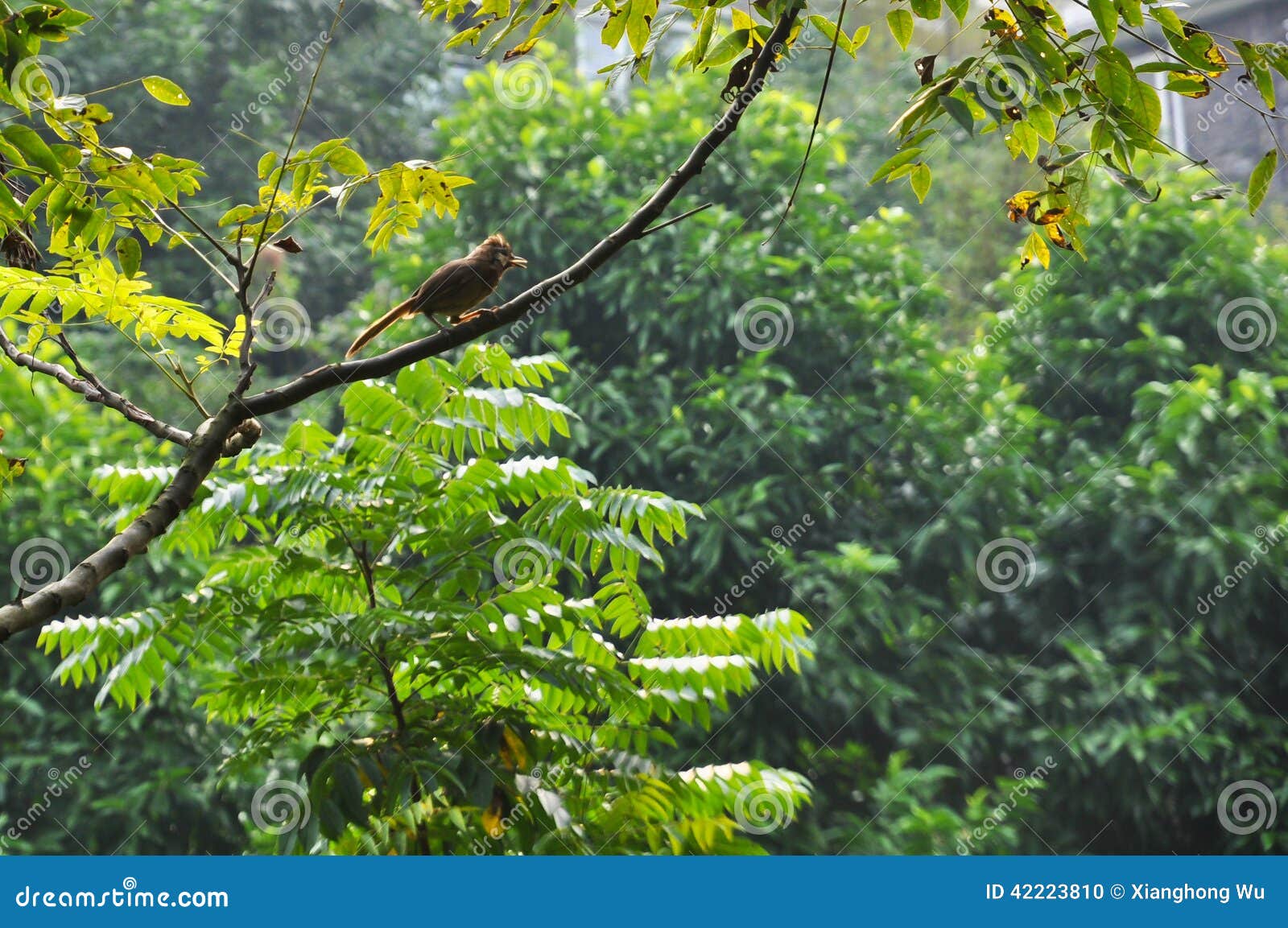 Bird on green tree stock photo. Image of autumnal, birdwatching - 42223810