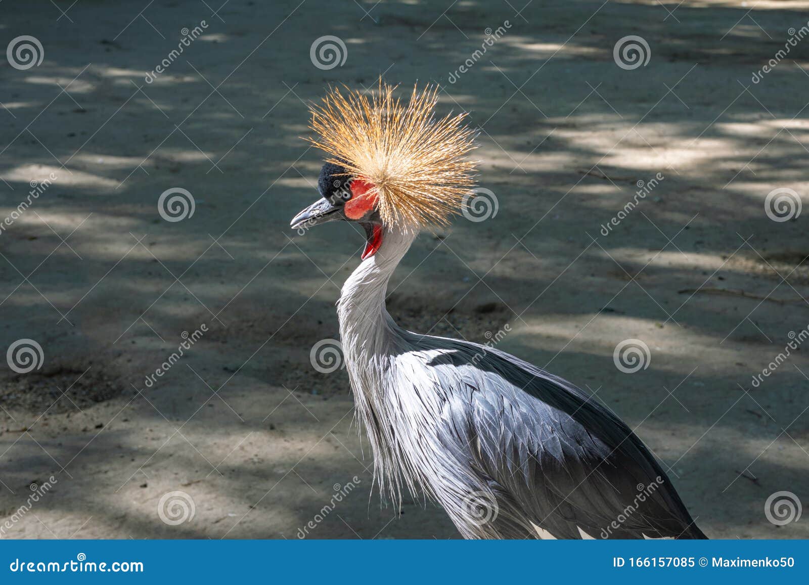 Bird Grey Crowned Crane in Park on Nature Stock Image - Image of safari ...