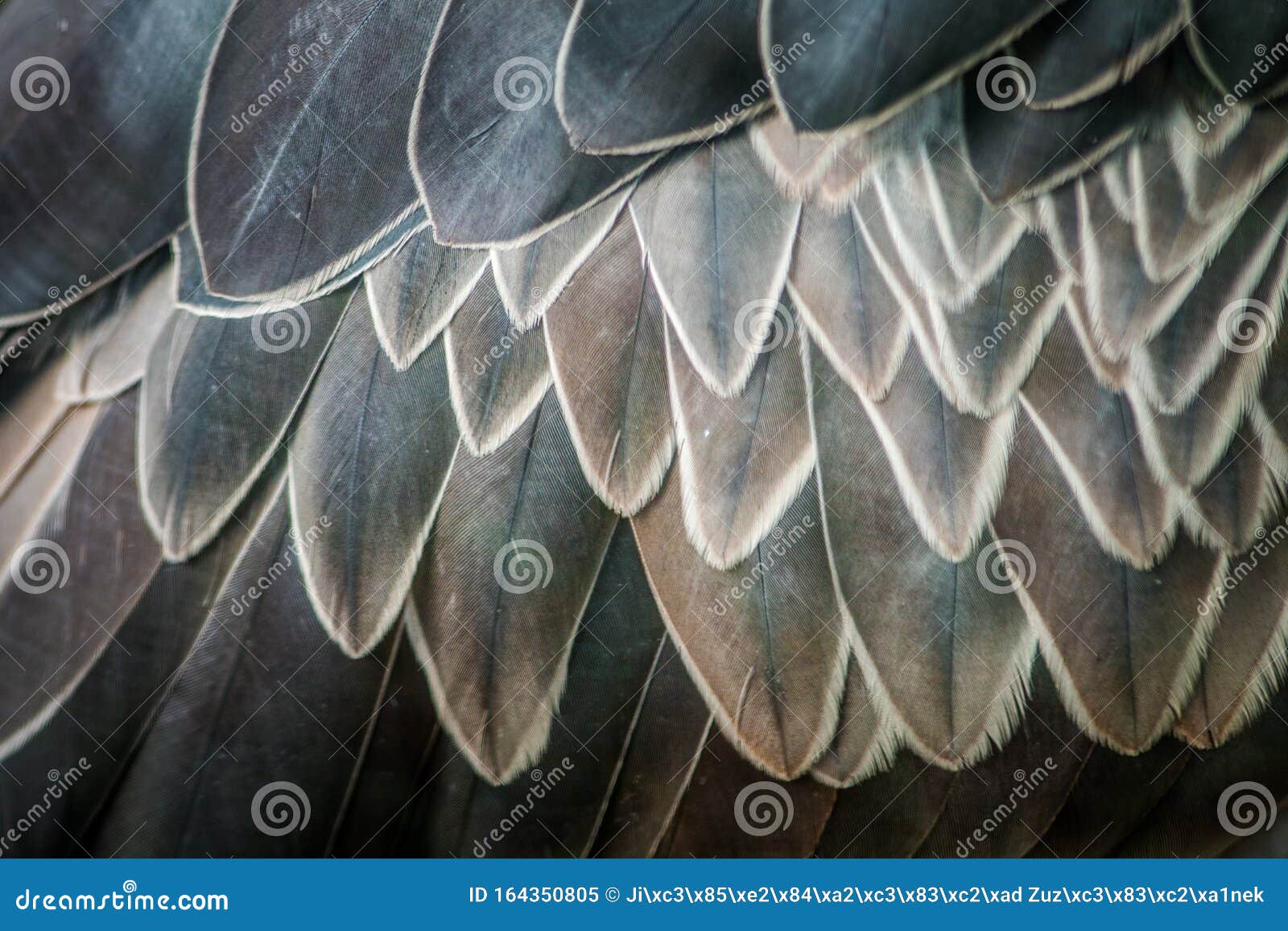 Bird Grey Feathers in the Nature Stock Image - Image of diagonal ...