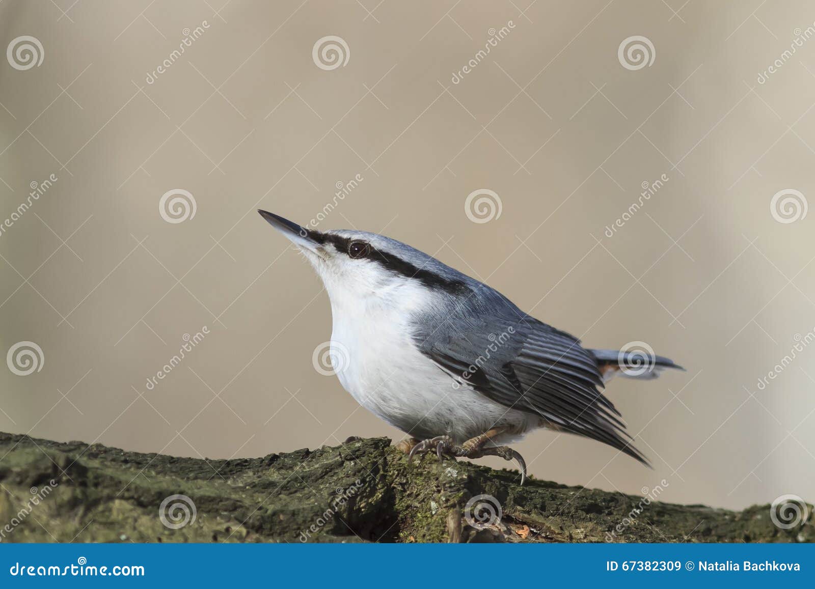 Bird grey nuthatch stock image. Image of europe, look - 67382309