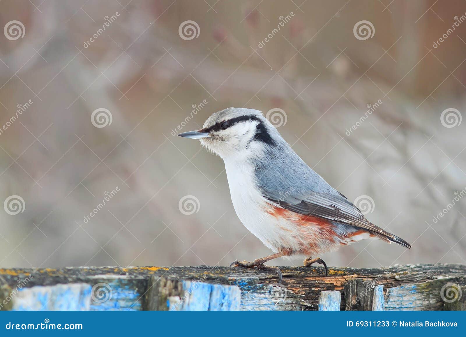 Bird grey nuthatch stands stock image. Image of nature - 69311233