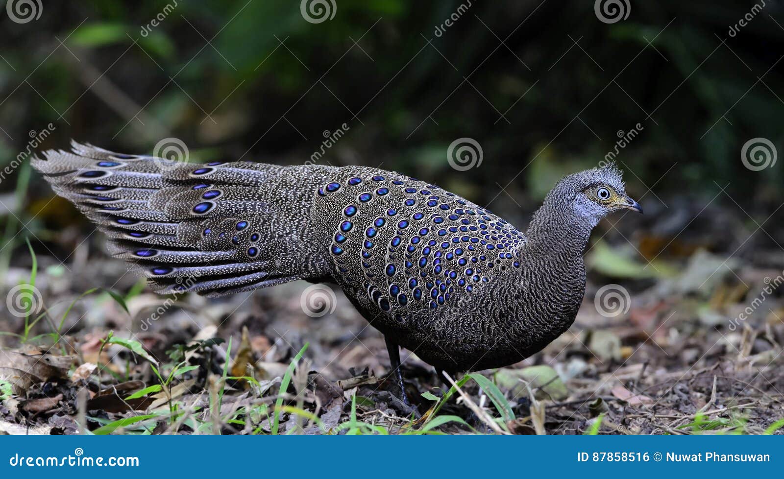 Bird, Grey Peacock-Pheasant Polyplectron Bicalcaratum Stock Photo ...