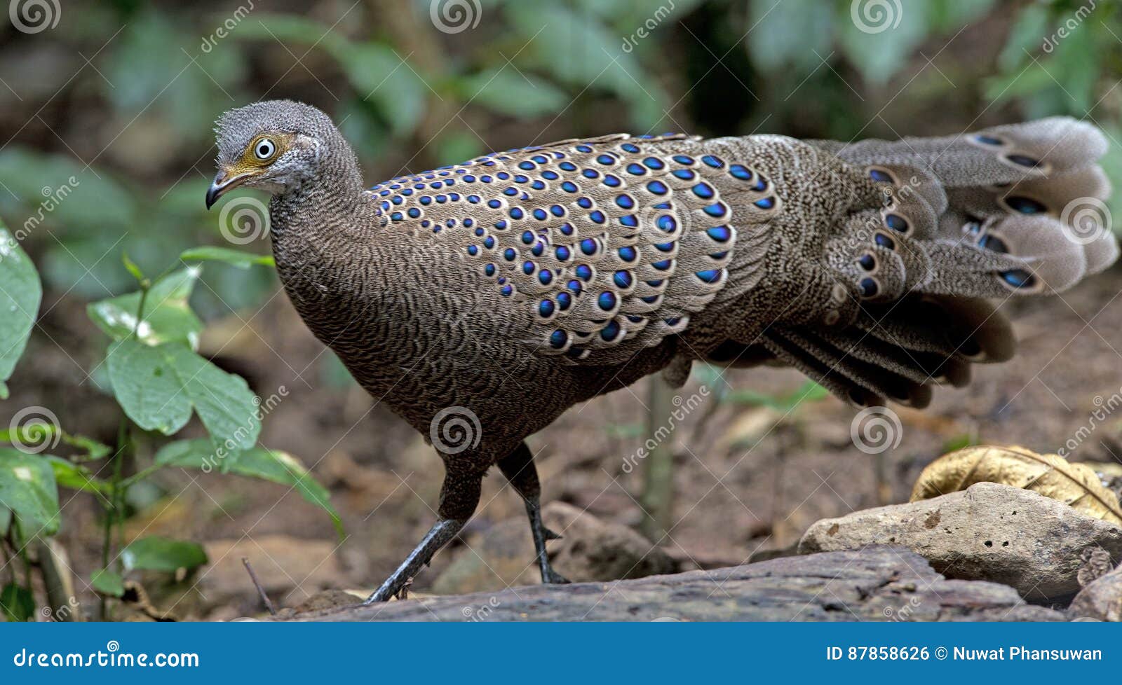 Bird, Grey Peacock-Pheasant Polyplectron Bicalcaratum Stock Photo ...