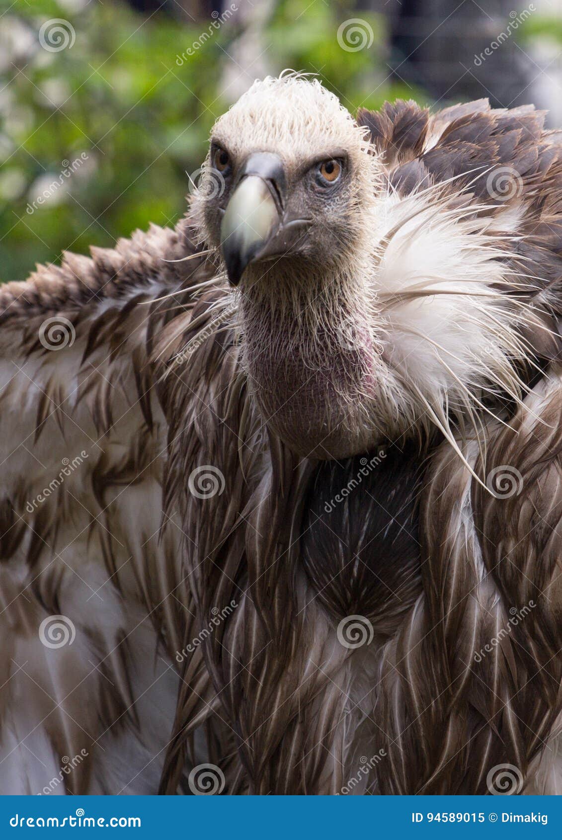 Bird of Griffon Vulture Side View Stock Image - Image of eurasian ...