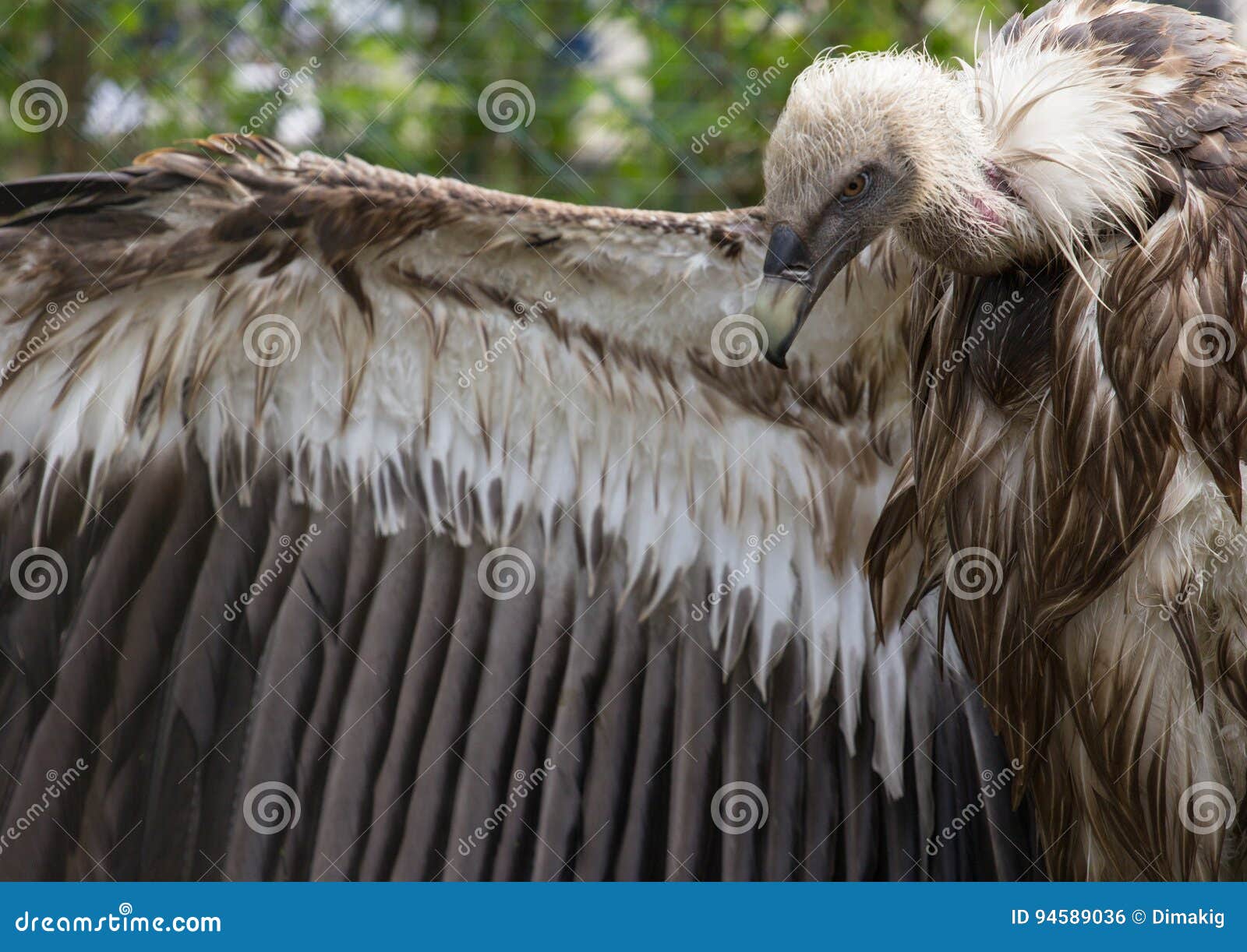 Bird of Griffon Vulture Side View Stock Photo - Image of feathers, ruff ...