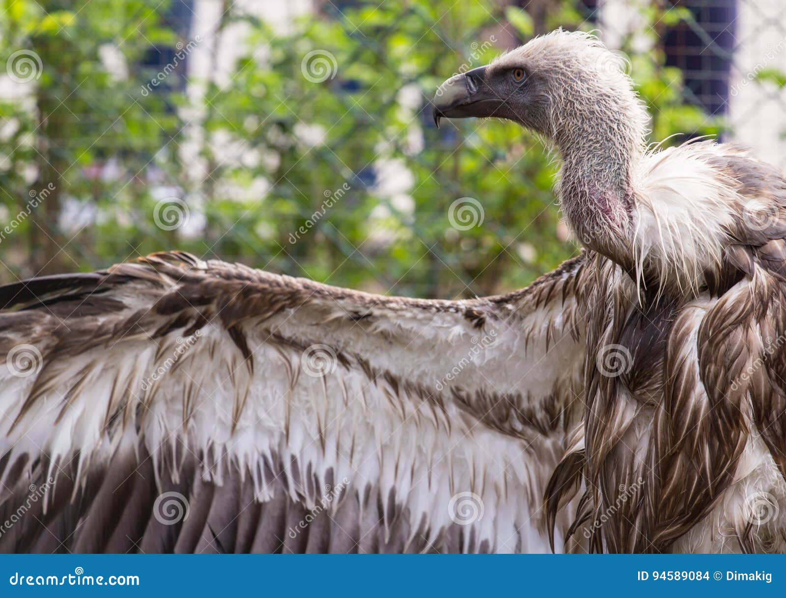 Bird of Griffon Vulture Side View Stock Photo - Image of huge, white ...