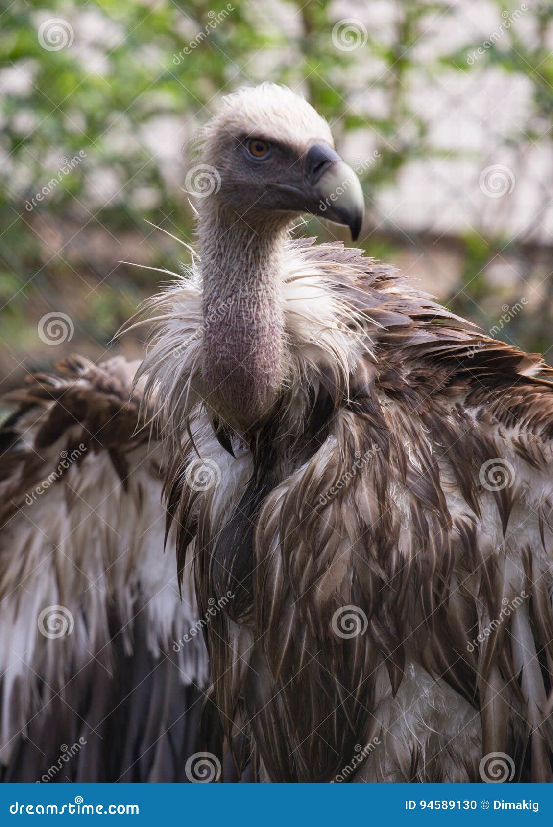 Bird of Griffon Vulture Side View Stock Photo - Image of wide, eyes ...