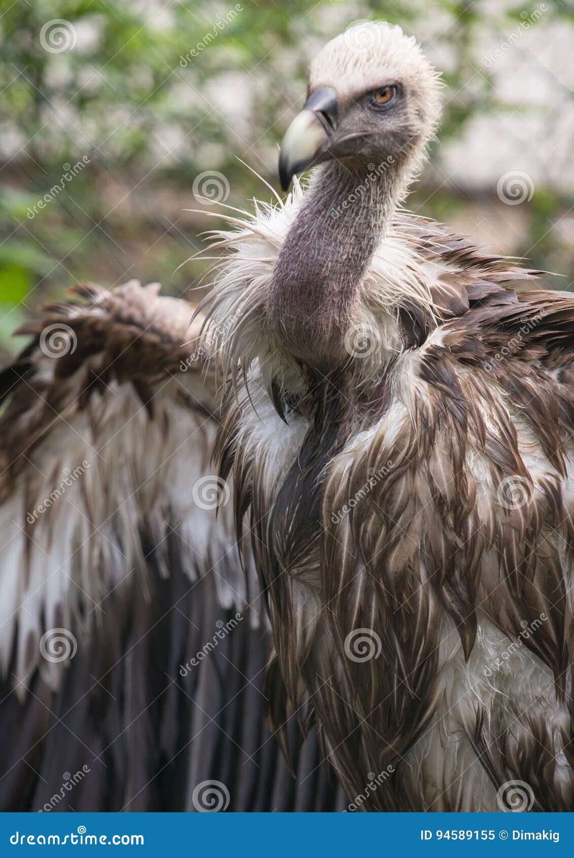 Bird of Griffon Vulture Side View Stock Image - Image of head, birds ...