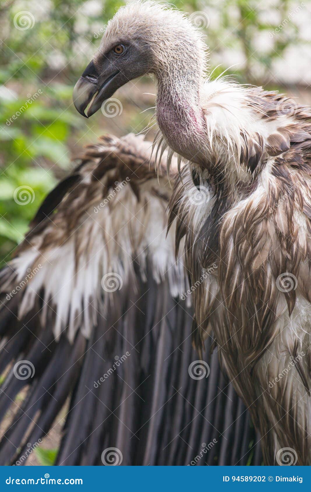 Bird of Griffon Vulture Side View Stock Photo - Image of neck, plumage ...
