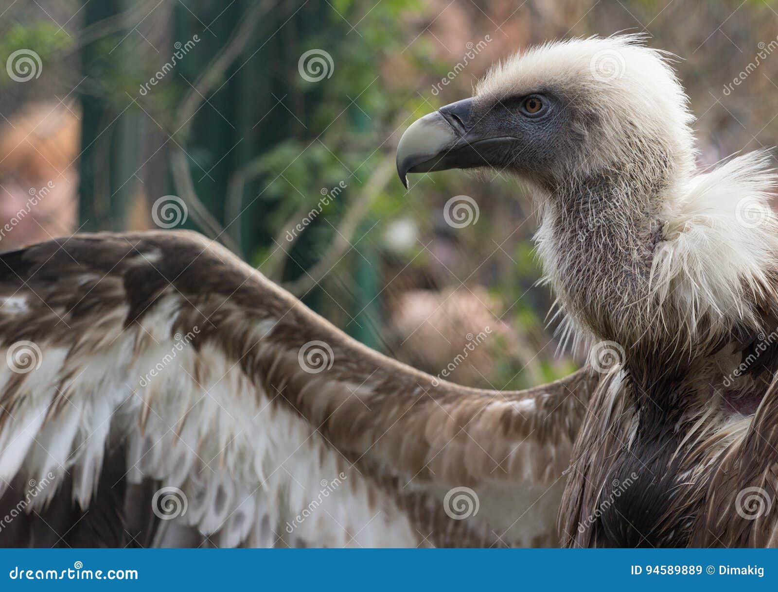 Bird of Griffon Vulture Side View Stock Image - Image of griffon ...