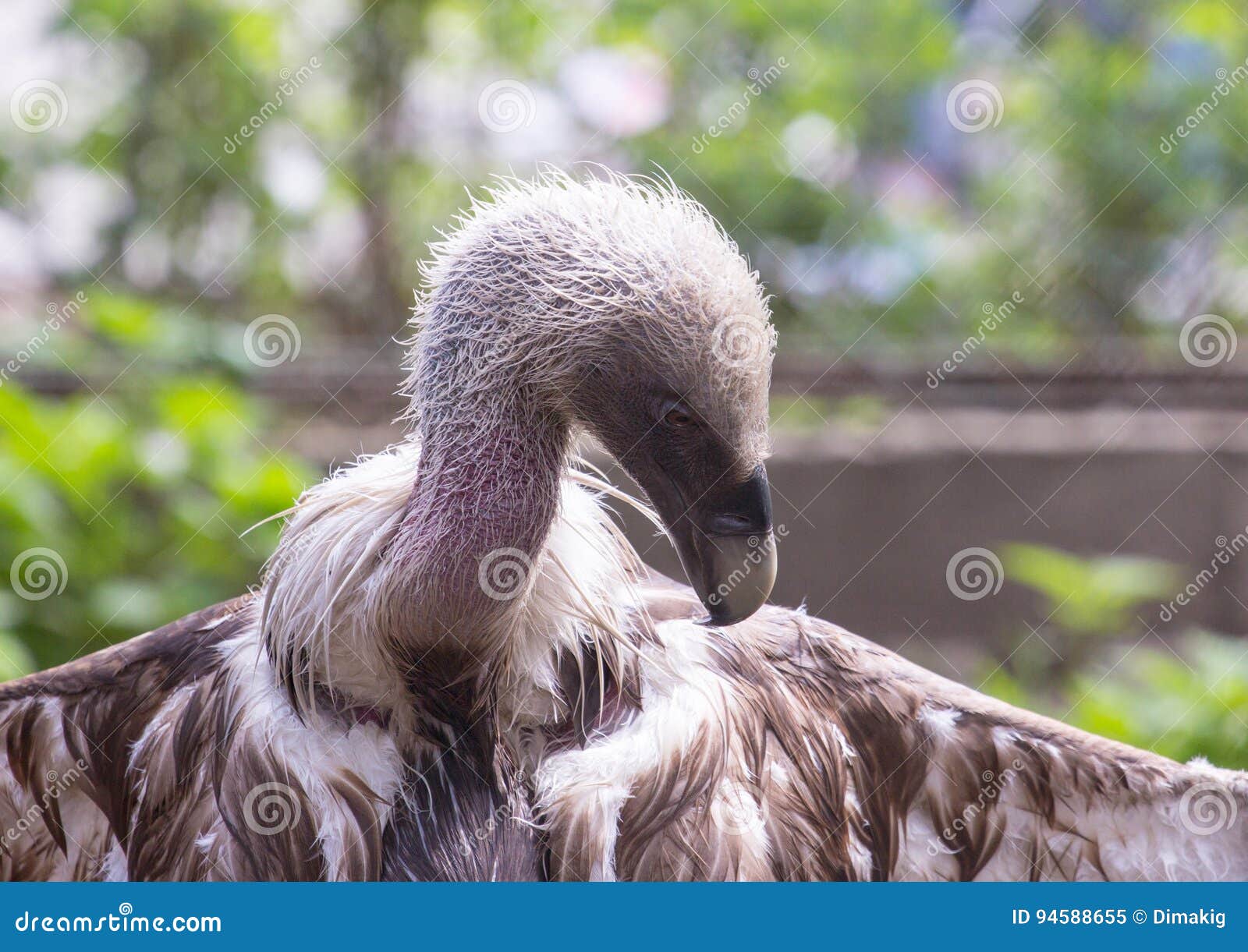 Bird of Griffon Vulture Side View Stock Image - Image of neck, raptors ...