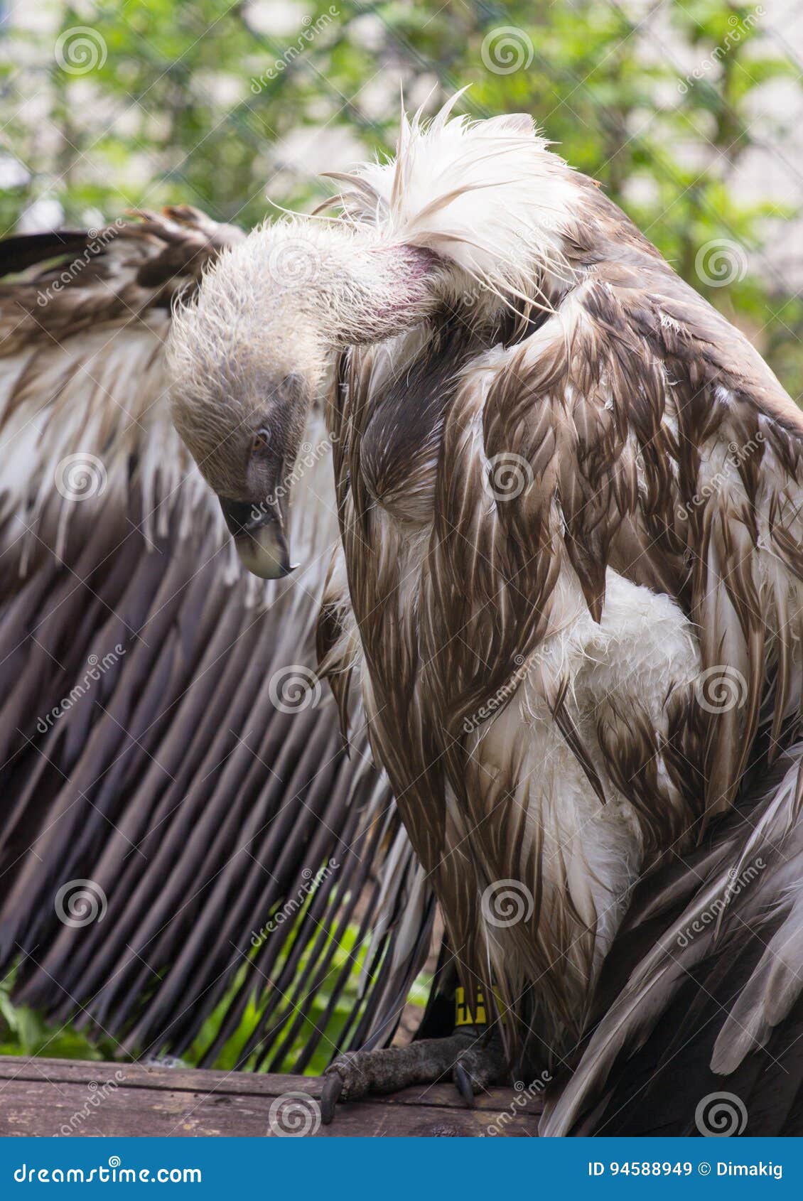 Bird of Griffon Vulture Side View Stock Image - Image of wing, bird ...