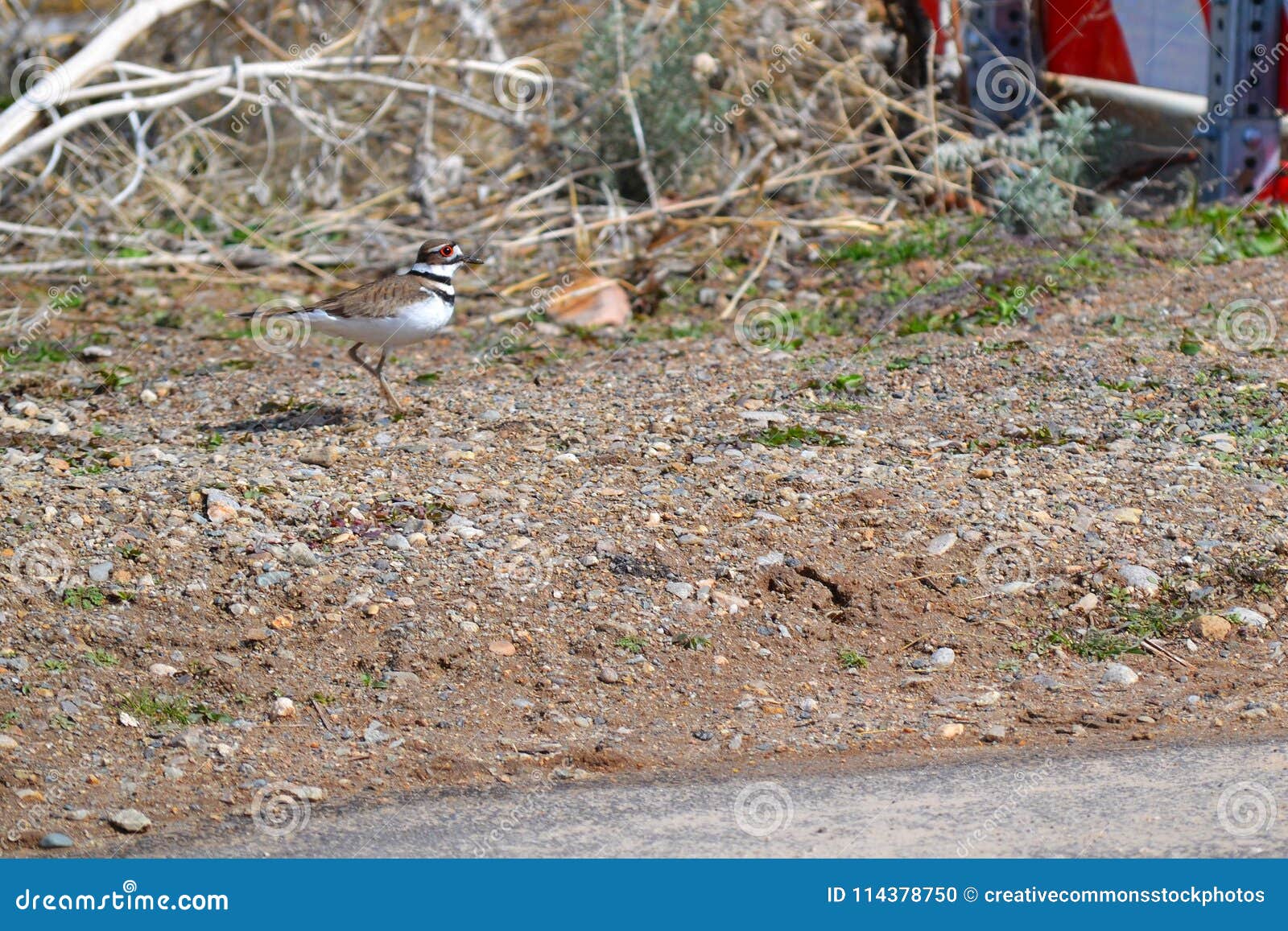 Bird On Ground Picture. Image: 114378750