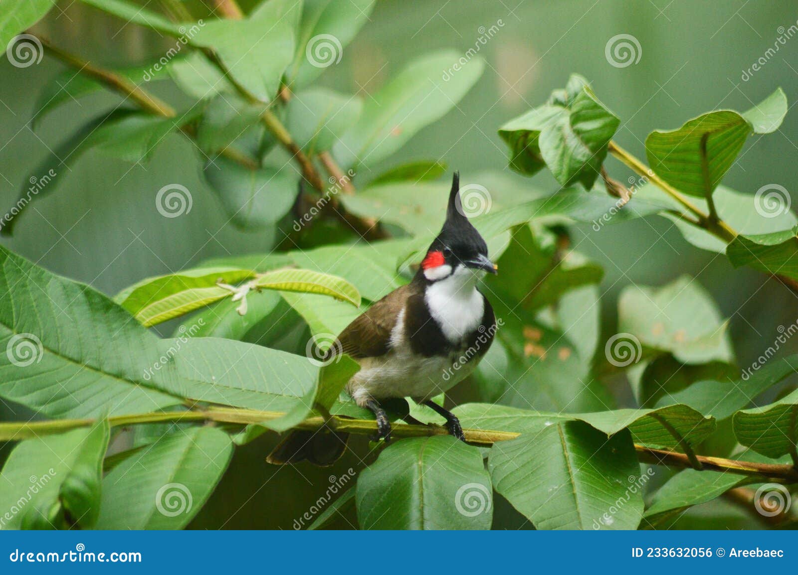 Bird on the guava tree stock photo. Image of animal - 233632056