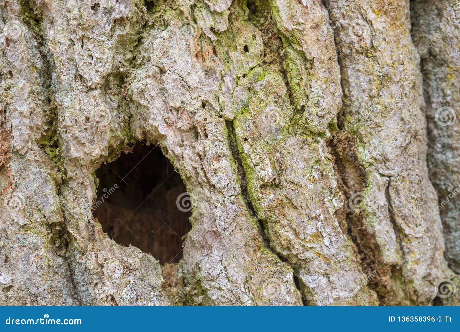 Bird Hack hole in a tree stock photo. Image of crack - 136358396