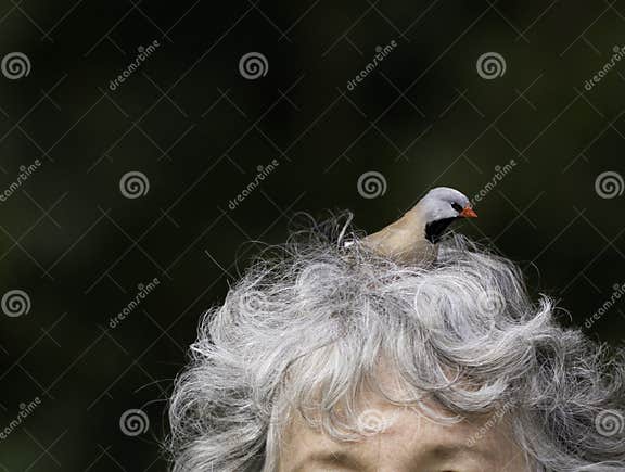 Bird in hair stock photo. Image of person, feathers, pretty - 23288654