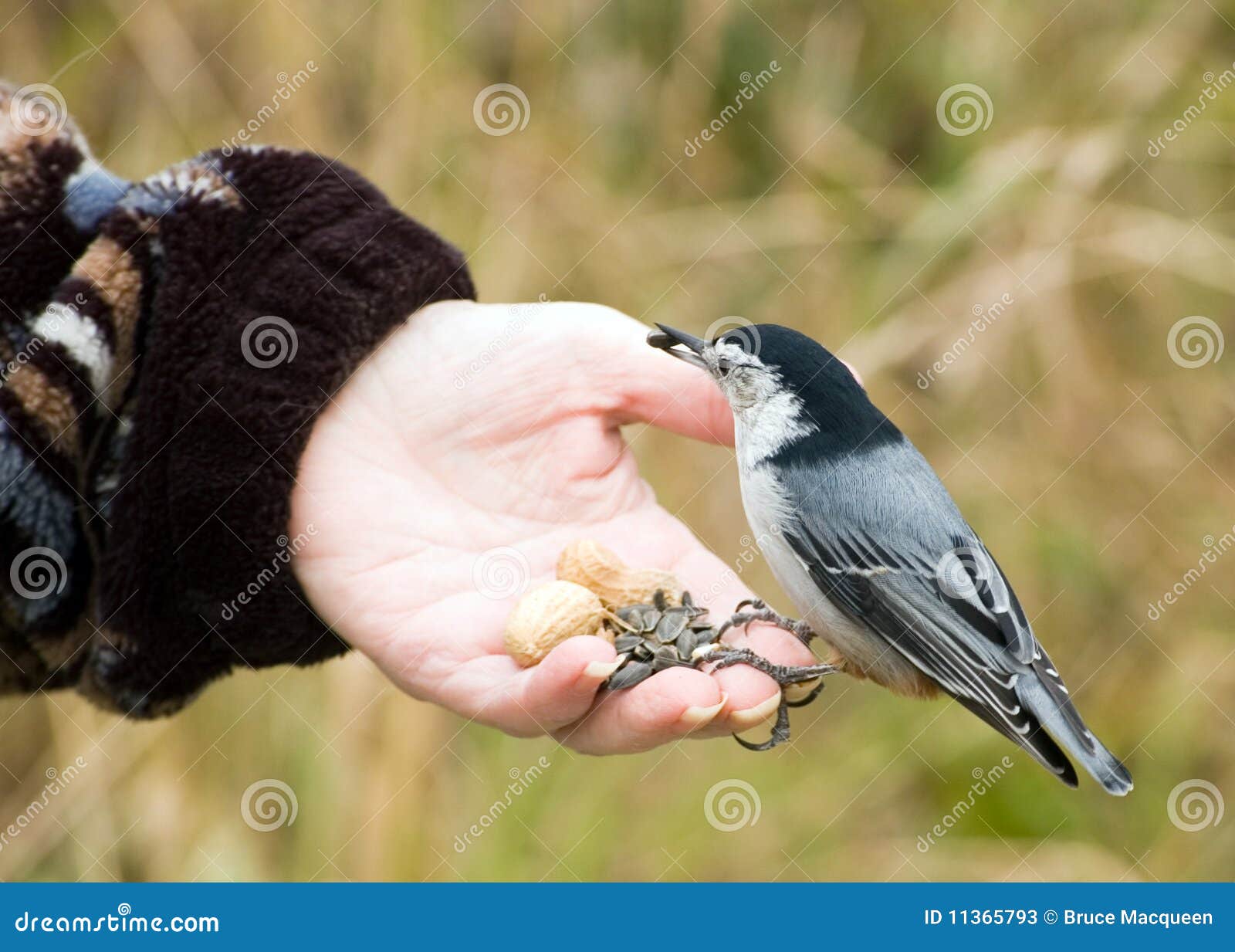 Bird in Hand stock image. Image of avian, birding, wildlife - 11365793