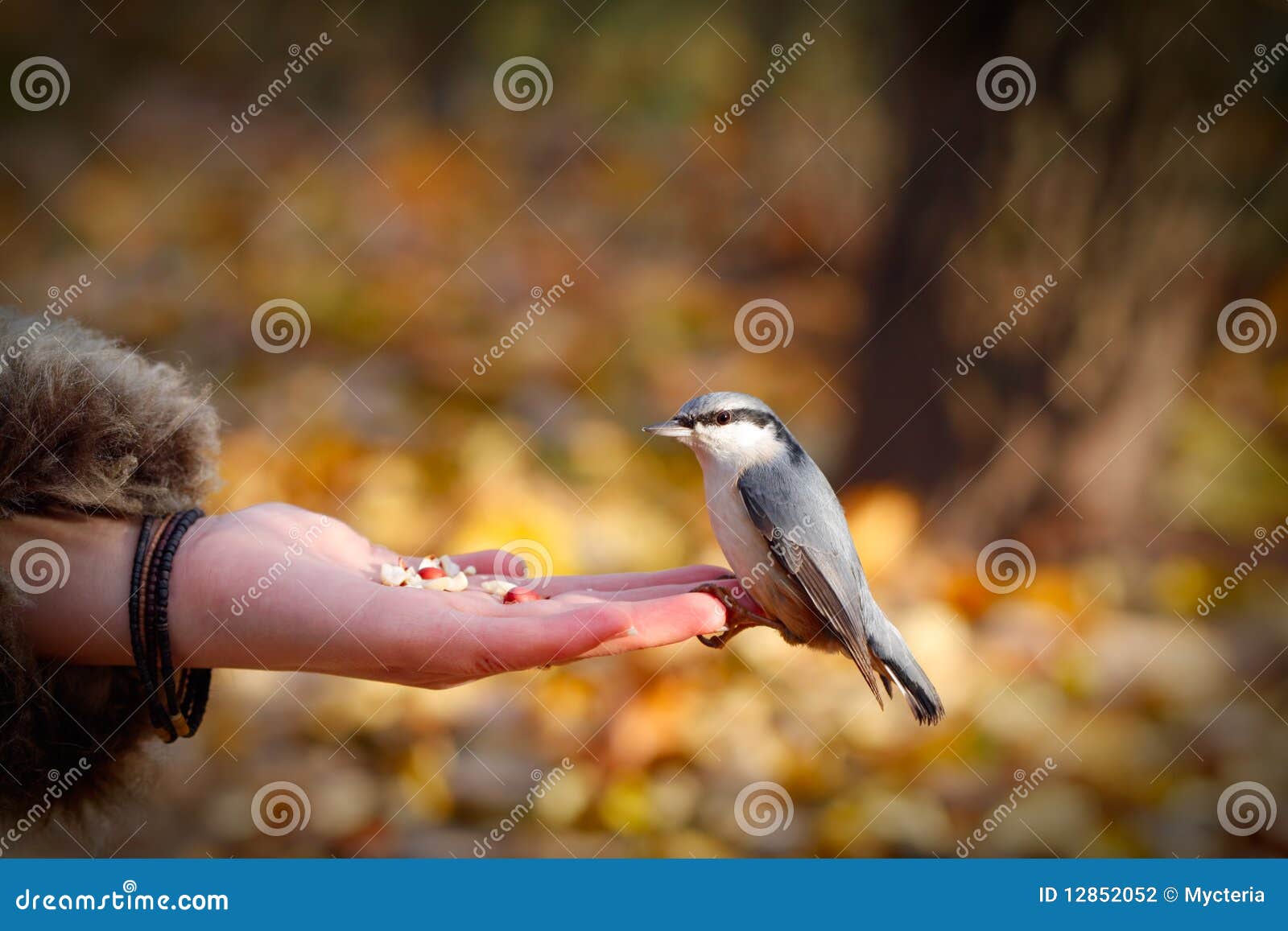Bird on the hand stock photo. Image of clear, outdoor - 12852052