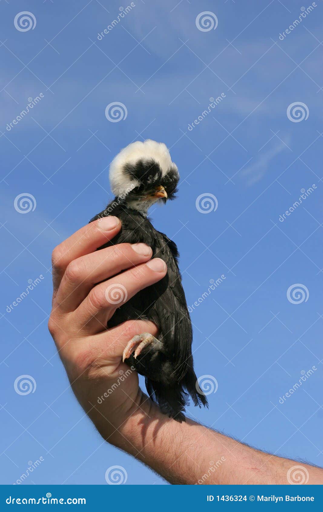 A Bird in the Hand stock photo. Image of body, avian, fingers - 1436324