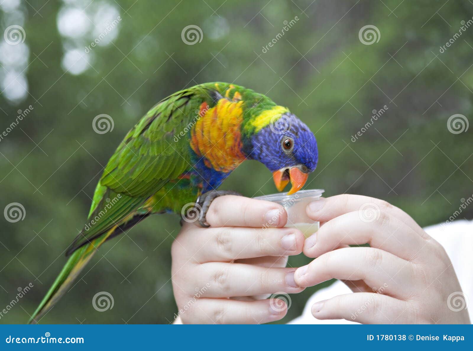Bird In The Hand Royalty-Free Stock Image | CartoonDealer.com #1780138