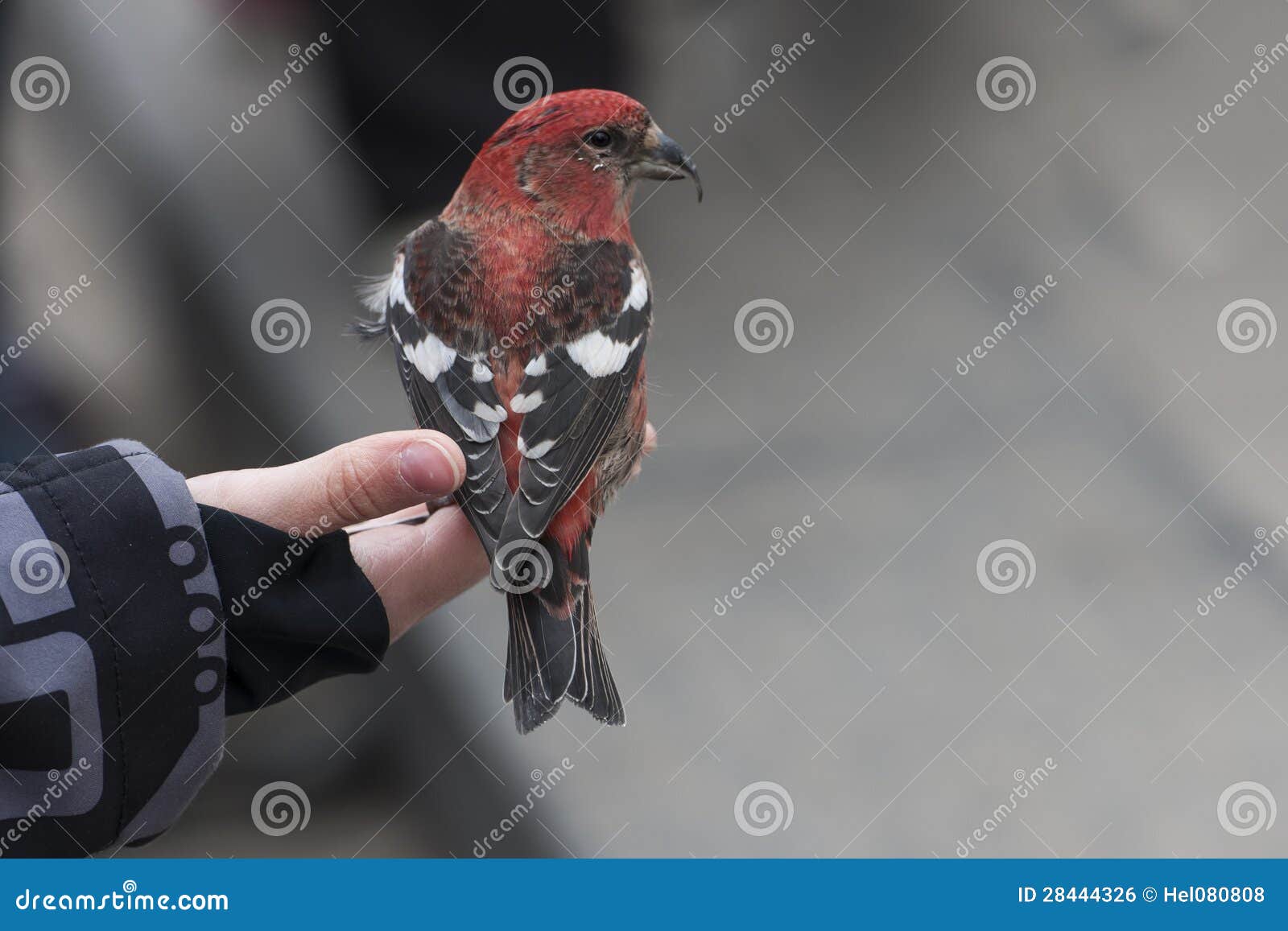 Bird on Hand stock photo. Image of wings, human, beak - 28444326