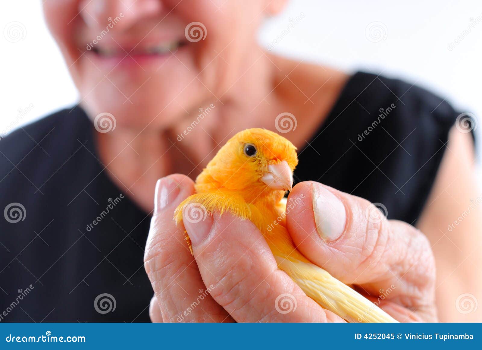 Bird in the hand stock image. Image of hand, canary, senior - 4252045