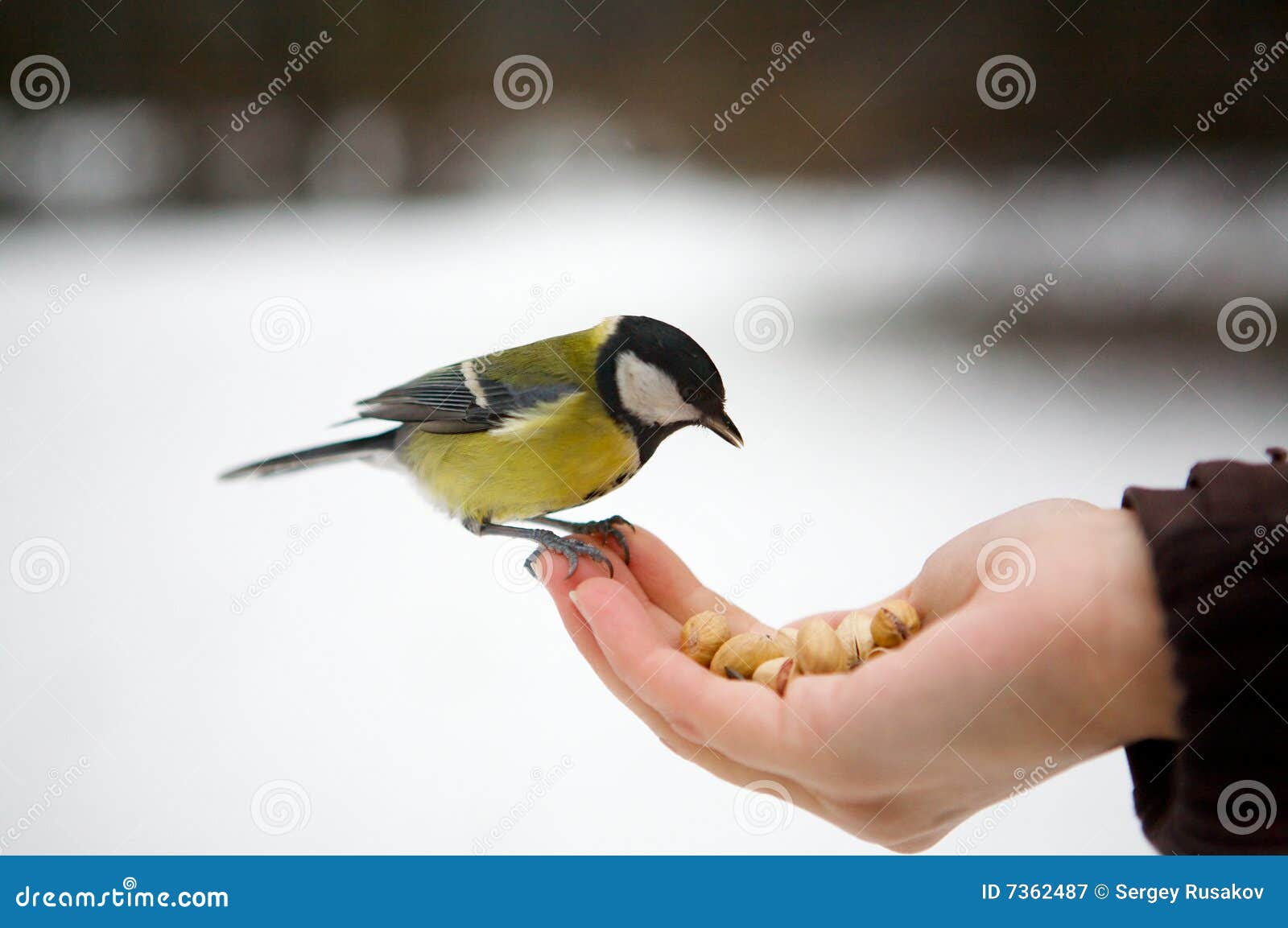 Bird on a hand. stock image. Image of trust, animals, birds - 7362487