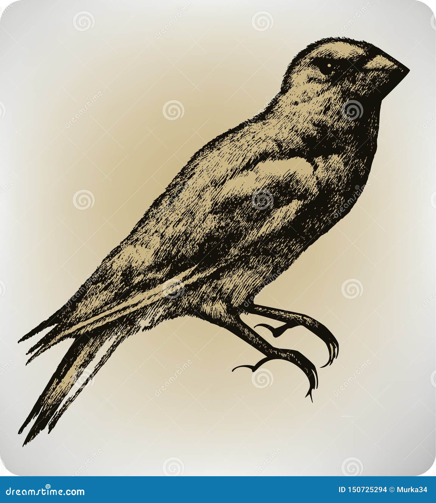 Bird, Hand Drawing, Vector Illustration Stock Vector - Illustration of ...