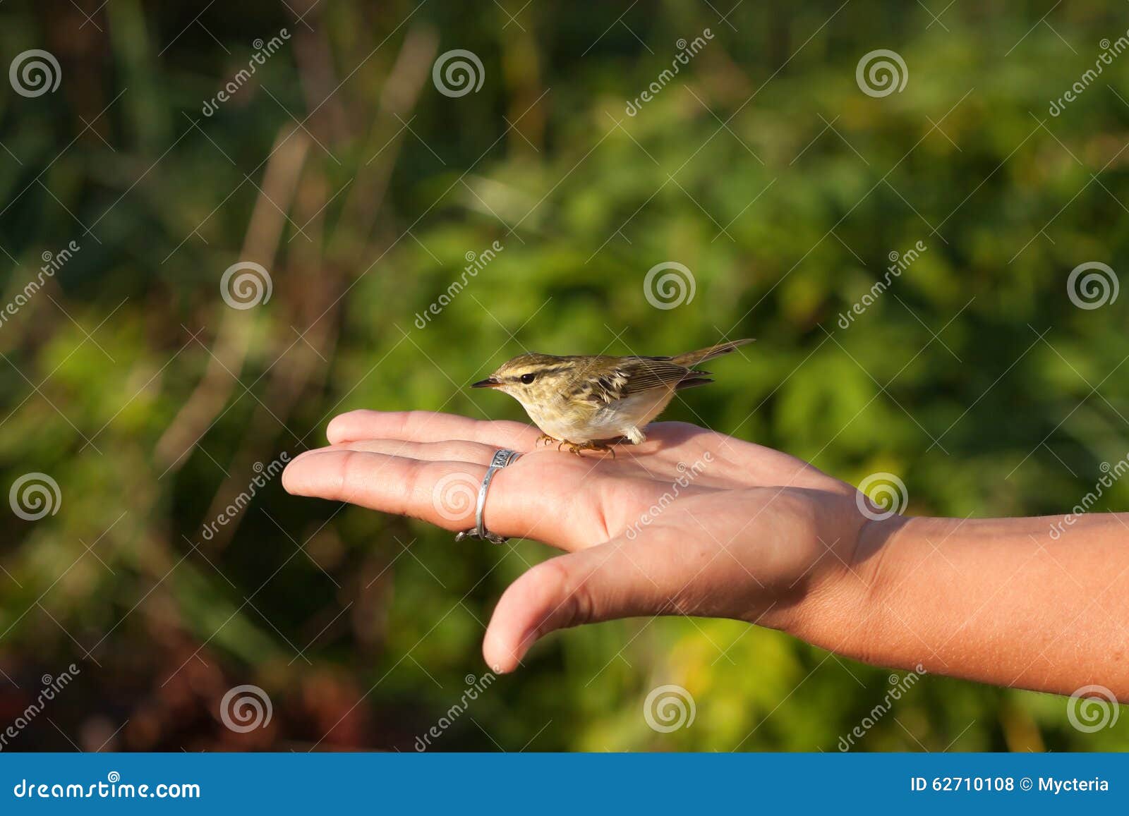 Bird on the hand stock photo. Image of open, peace, hold - 62710108
