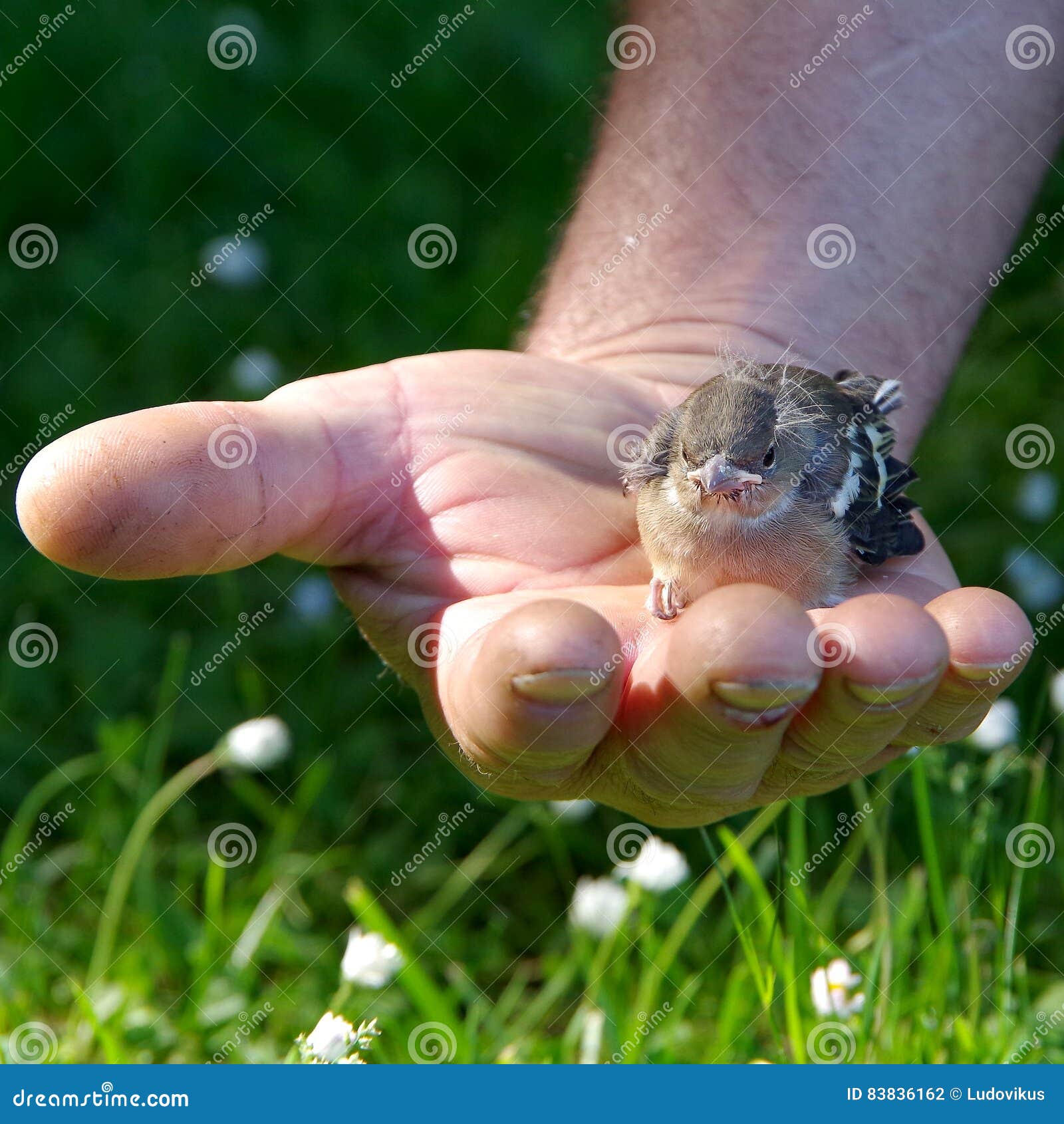 Bird in the hand stock photo. Image of feed, baby, background - 83836162