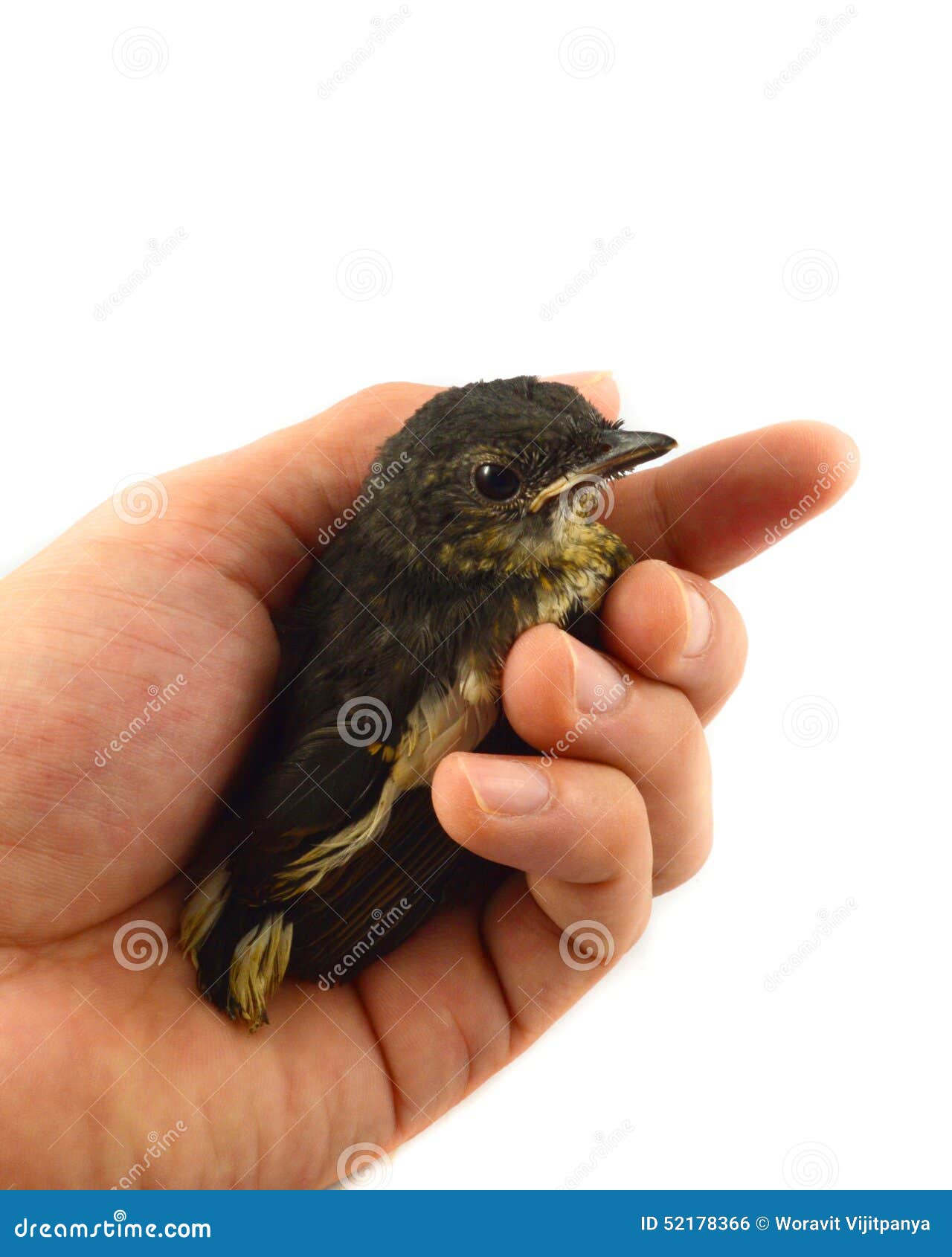 Bird in hand stock photo. Image of bird, passer, studio - 52178366
