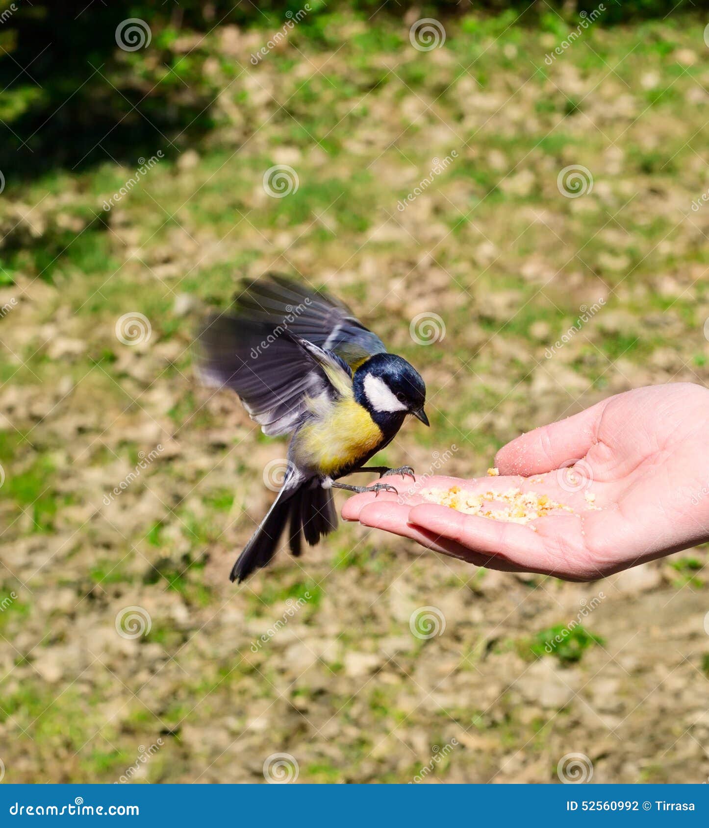 Bird on hand stock photo. Image of finger, taking, flying - 52560992