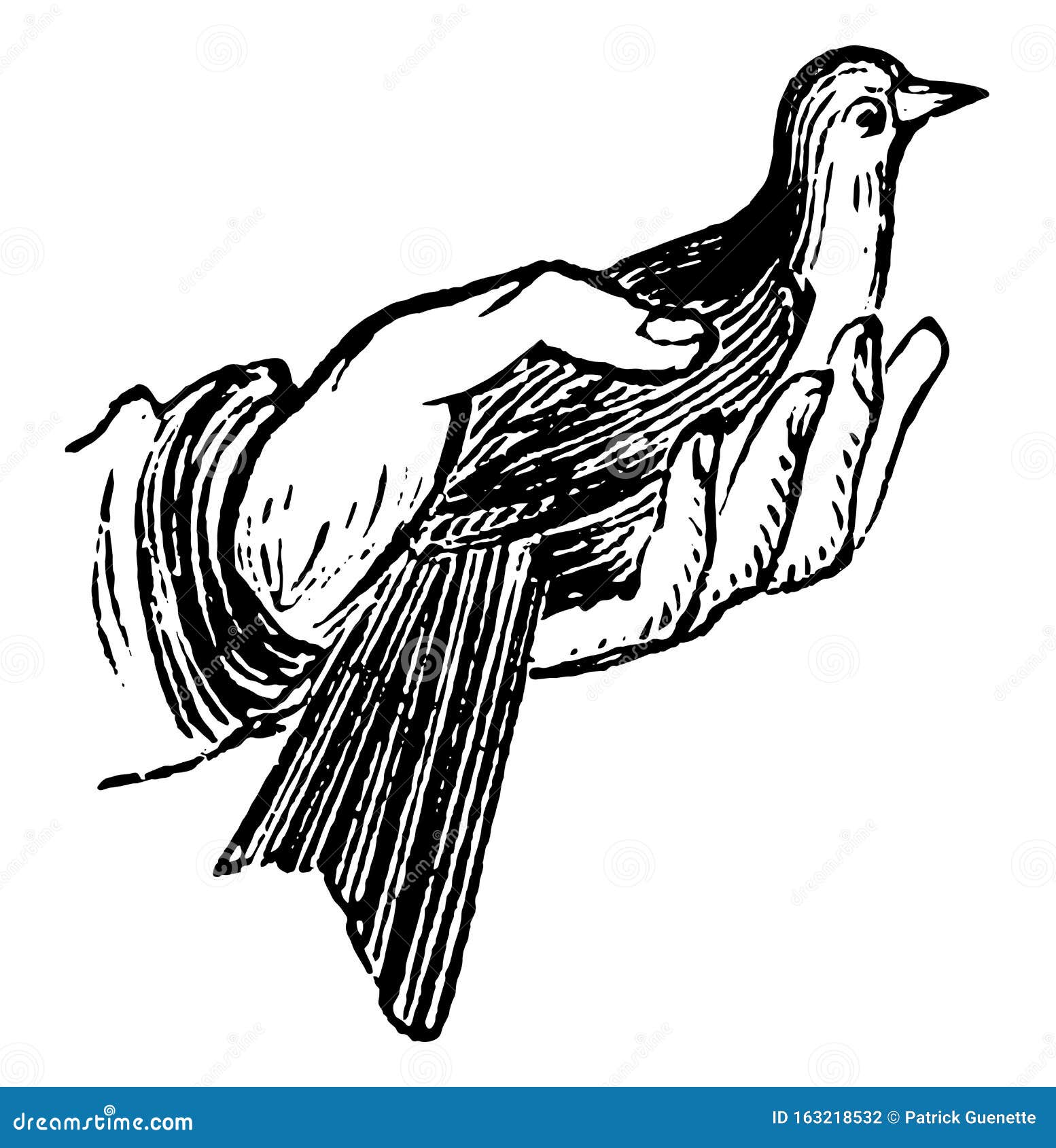 Bird in Hand, Vintage Illustration Stock Vector - Illustration of line ...