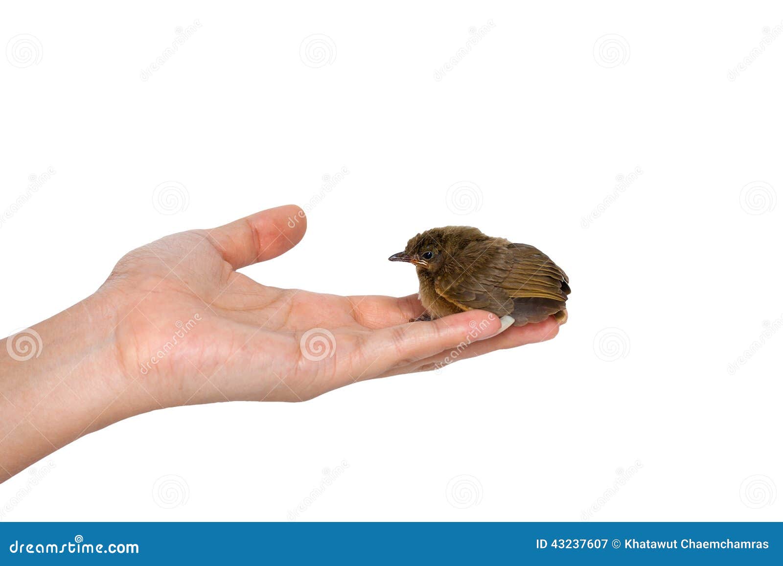 Bird on hand stock image. Image of asia, species, provision - 43237607
