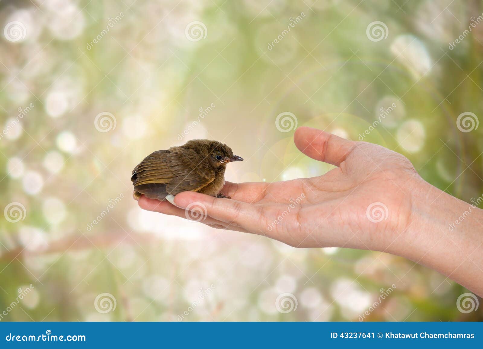 Bird on hand stock image. Image of ornithology, species - 43237641